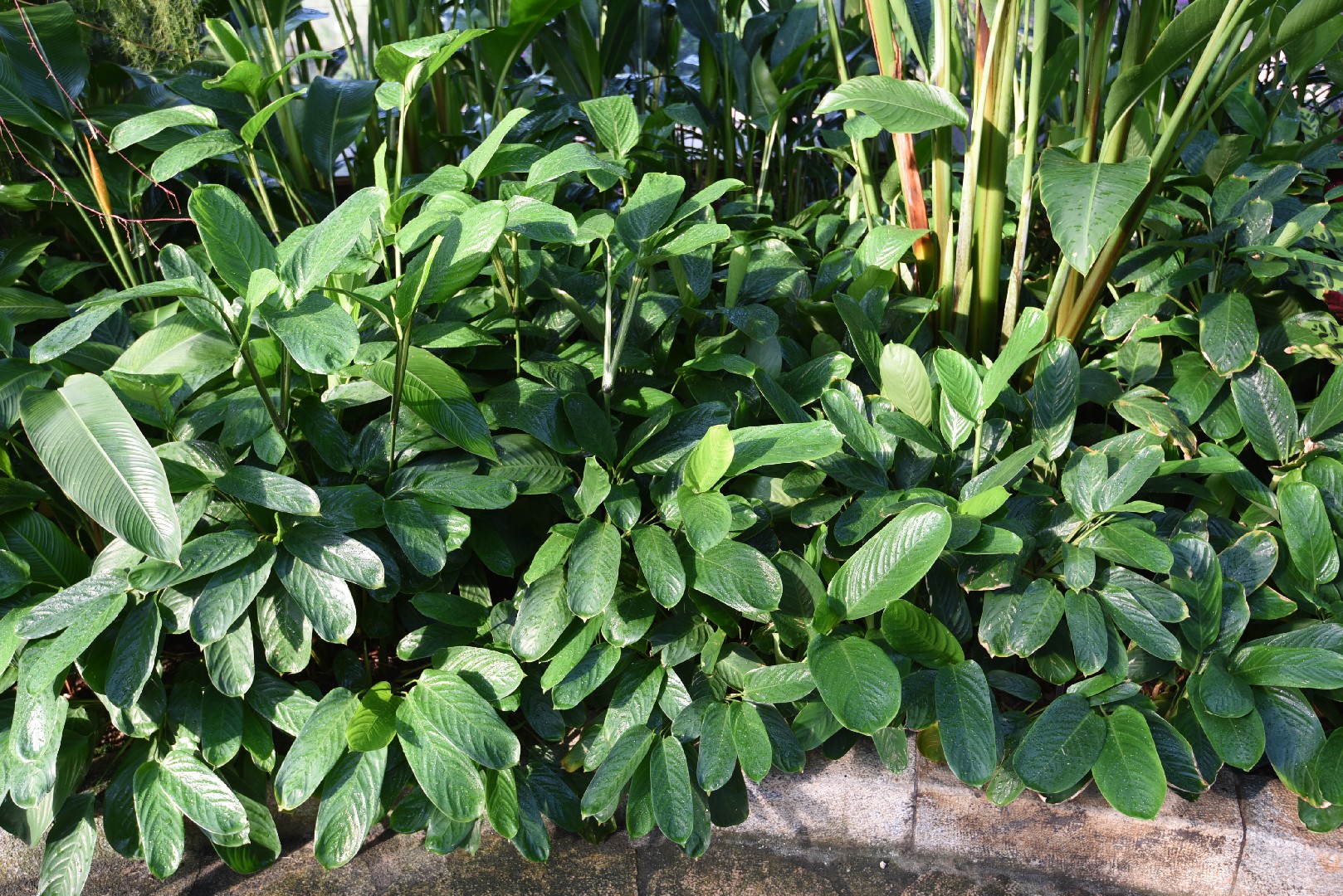 Ctenanthe compressa 照顧，種植，繁殖，開花時間 - PictureThis