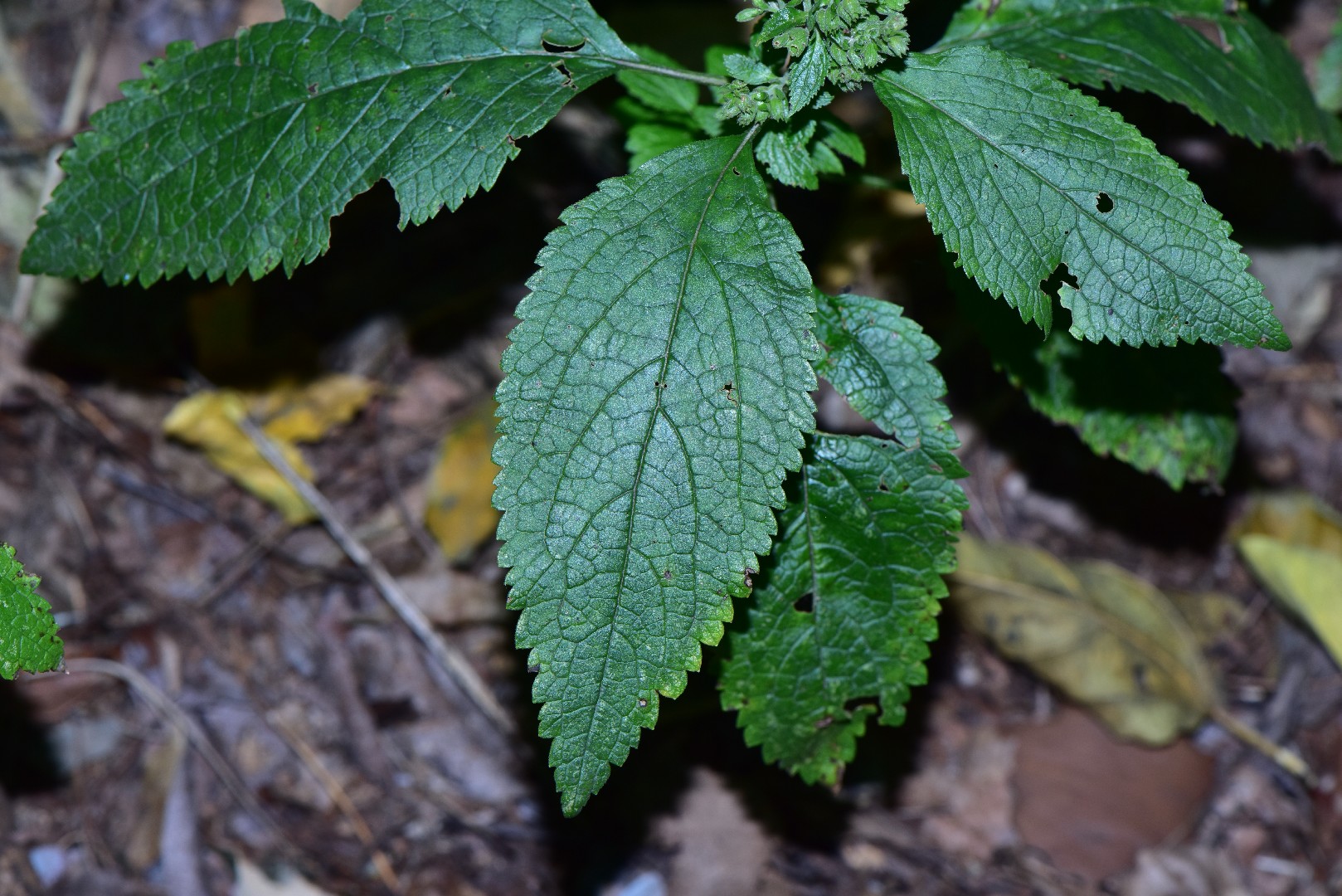 ツルニガクサ (Teucrium viscidum) 花言葉，毒性，よくある質問 - PictureThis