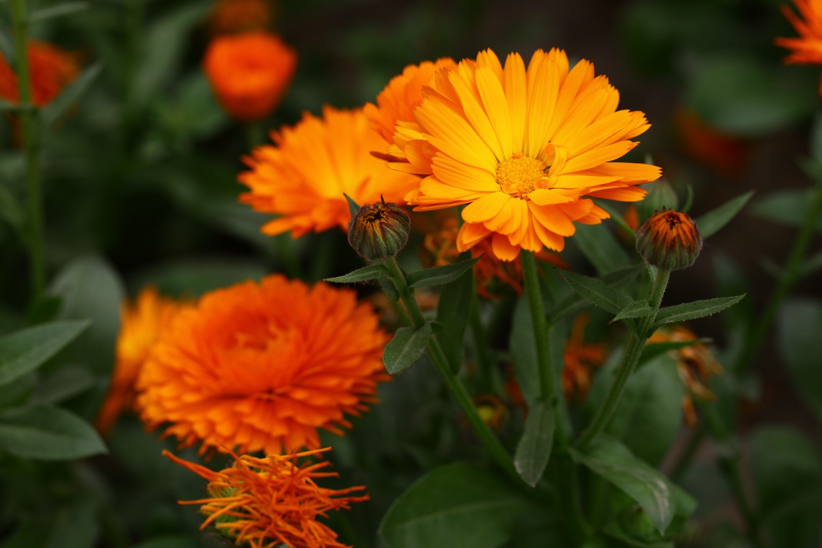 Pot marigold (Calendula officinalis) Flower, Leaf, Care, Uses - PictureThis