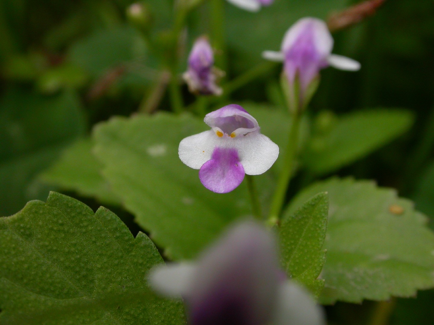 Lindernia rotundifolia - PictureThis