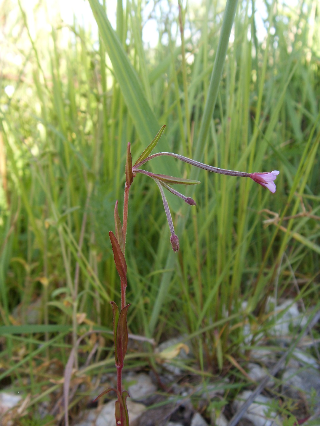 Epilobium platystigmatosum Flower, Leaf, Care, Uses - PictureThis