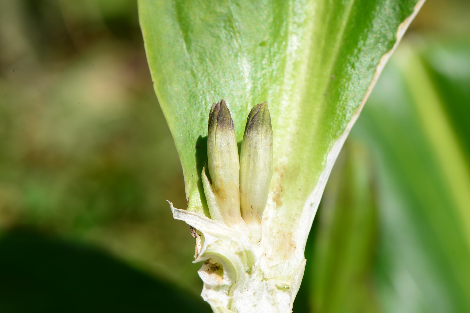 Tibetan gentian (Gentiana tibetica) Flower, Leaf, Care, Uses - PictureThis