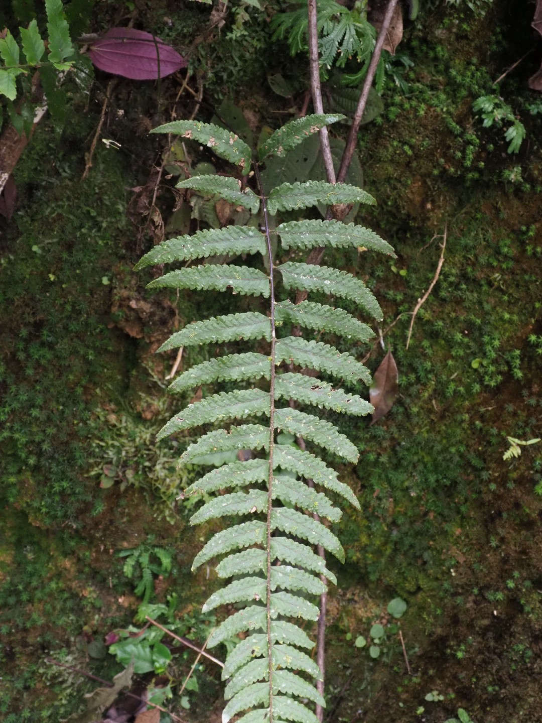 Rock lace fern (Microlepia marginata) Flower, Leaf, Care, Uses ...