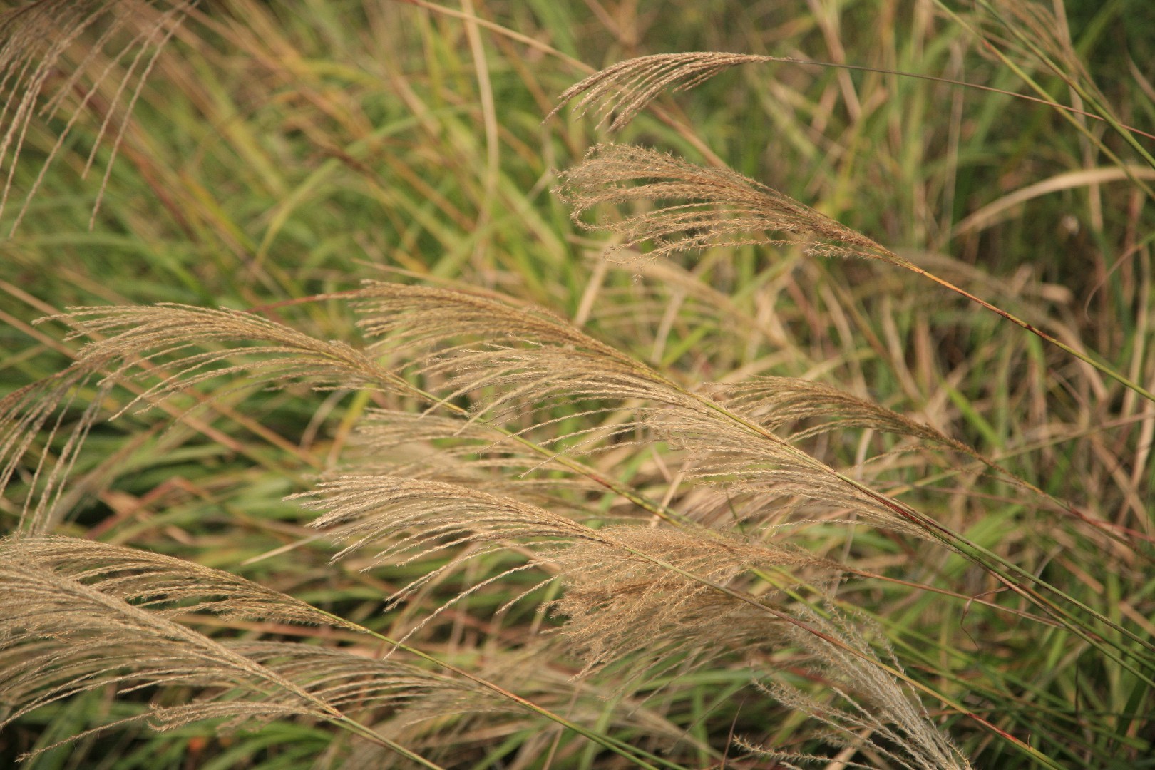 Chinese silver grass (Miscanthus sinensis) Flower, Leaf, Care, Uses ...