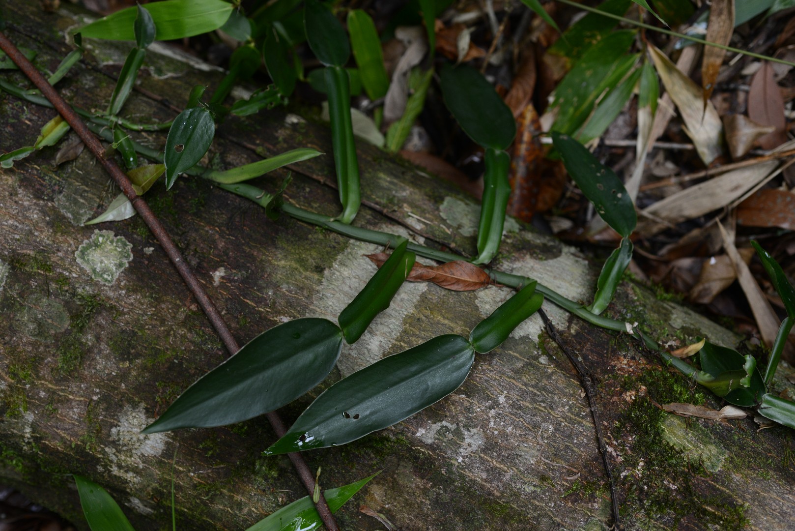 Pothos chinensis - PictureThis