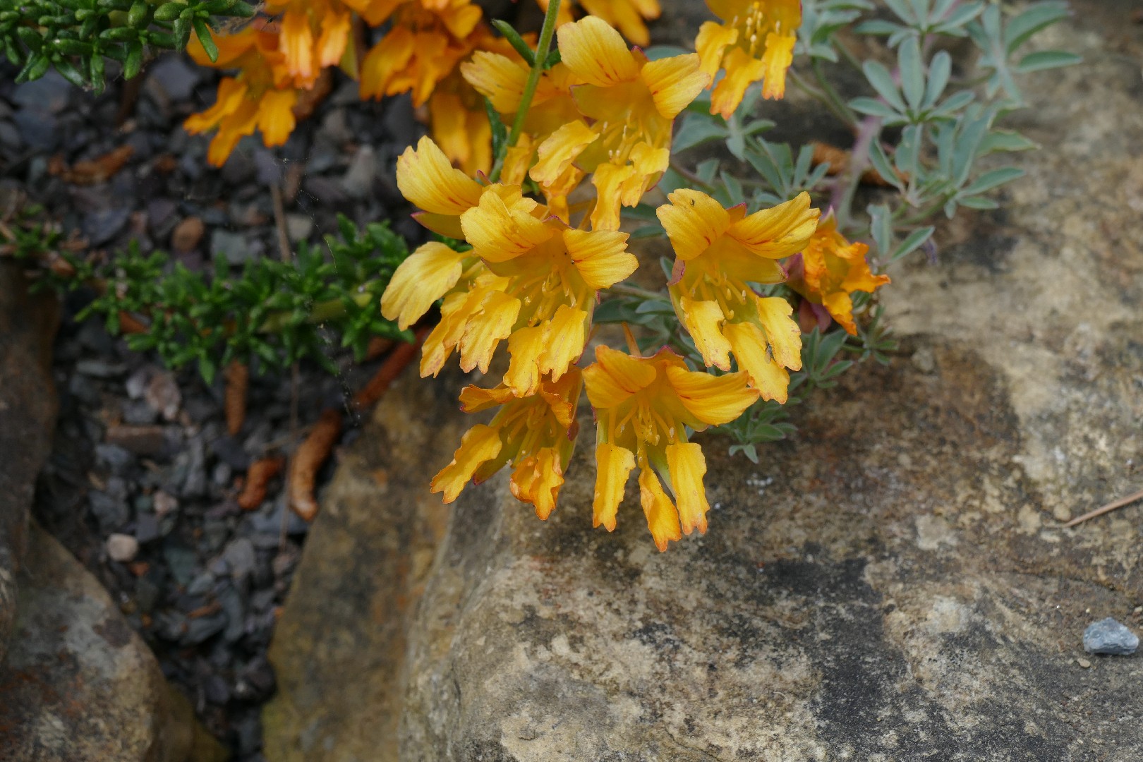 How to Plant and Grow Subalpine chilean nasturtium(Tropaeolum polyphyllum)