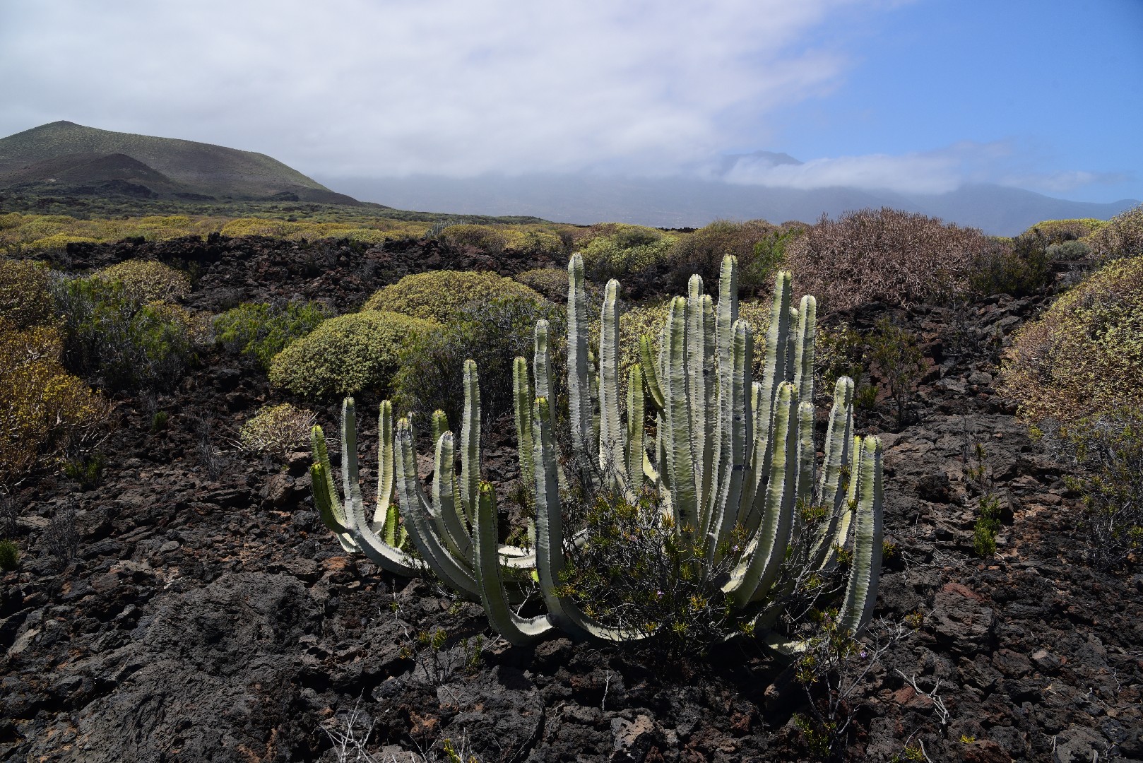 Cardón (Euphorbia canariensis) - PictureThis