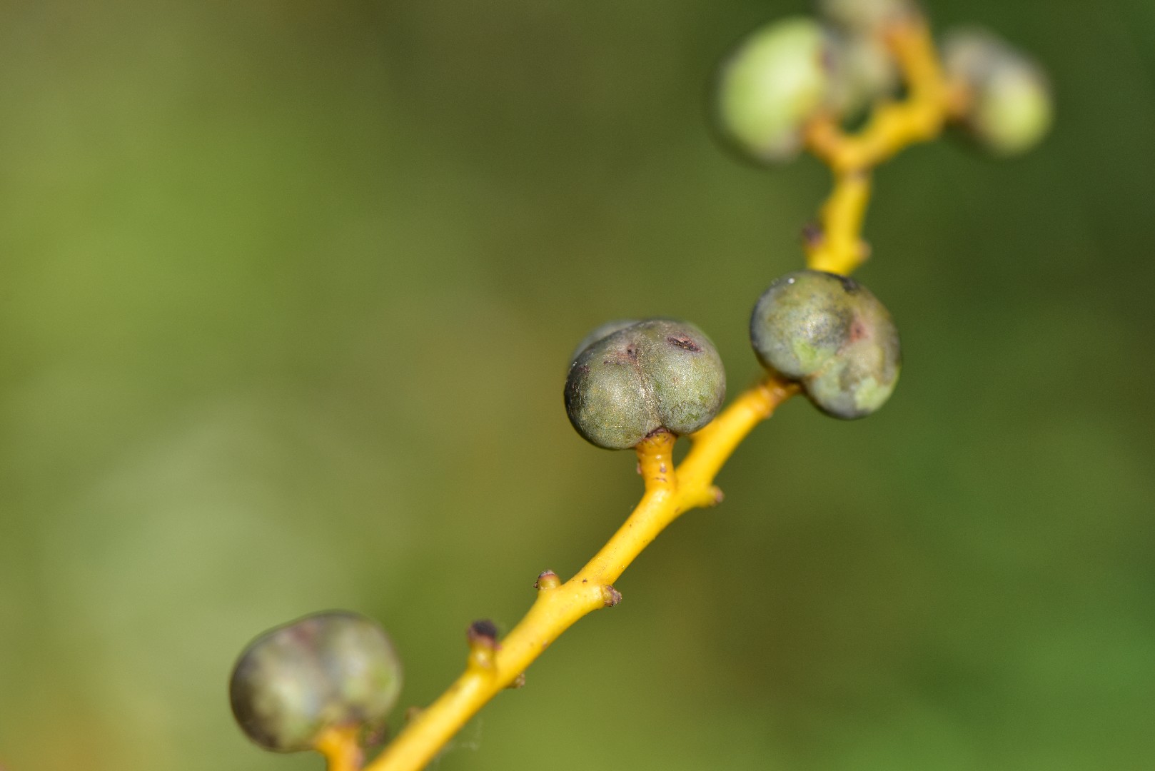Chinese windmill palm (Trachycarpus fortunei) Flower, Leaf, Care, Uses ...