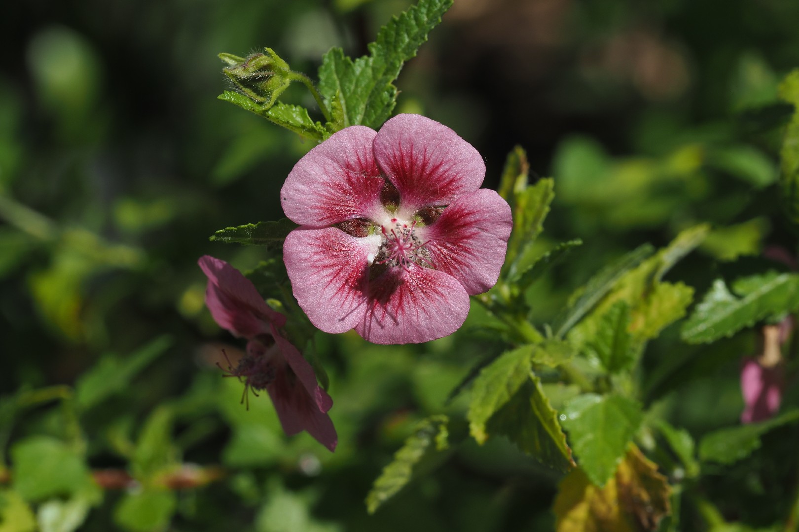 Anisodontea scabrosa - PictureThis
