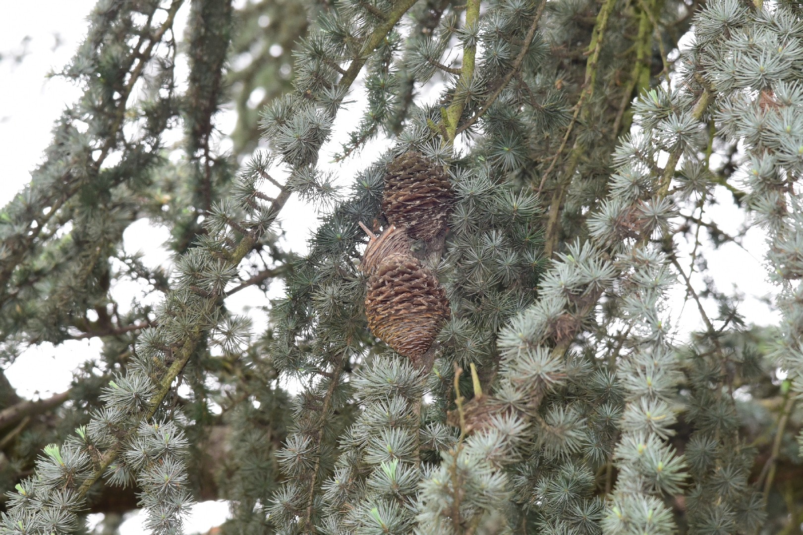 Cedro del Atlas (Cedrus atlantica) - PictureThis
