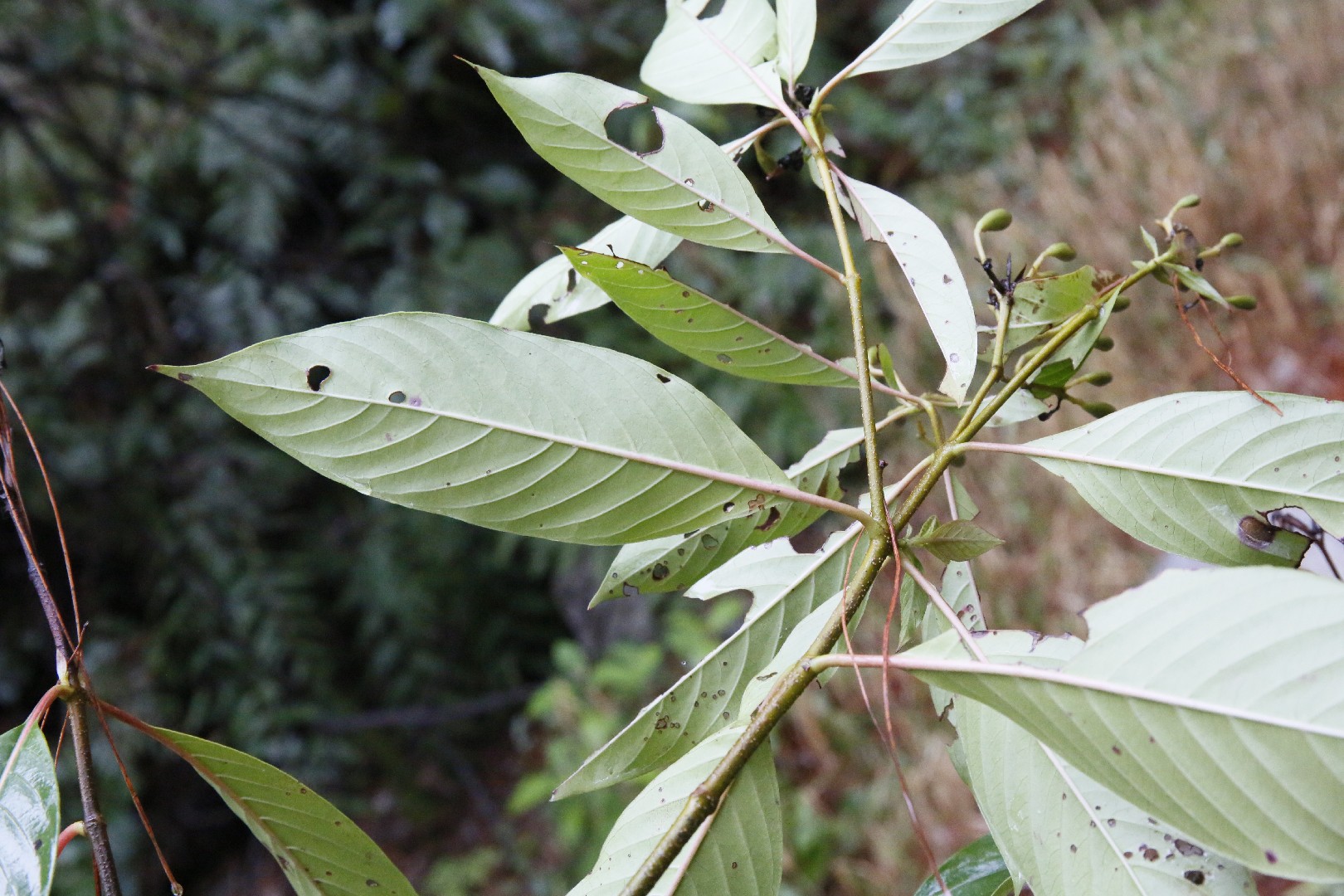 Luculia pinceana - PictureThis