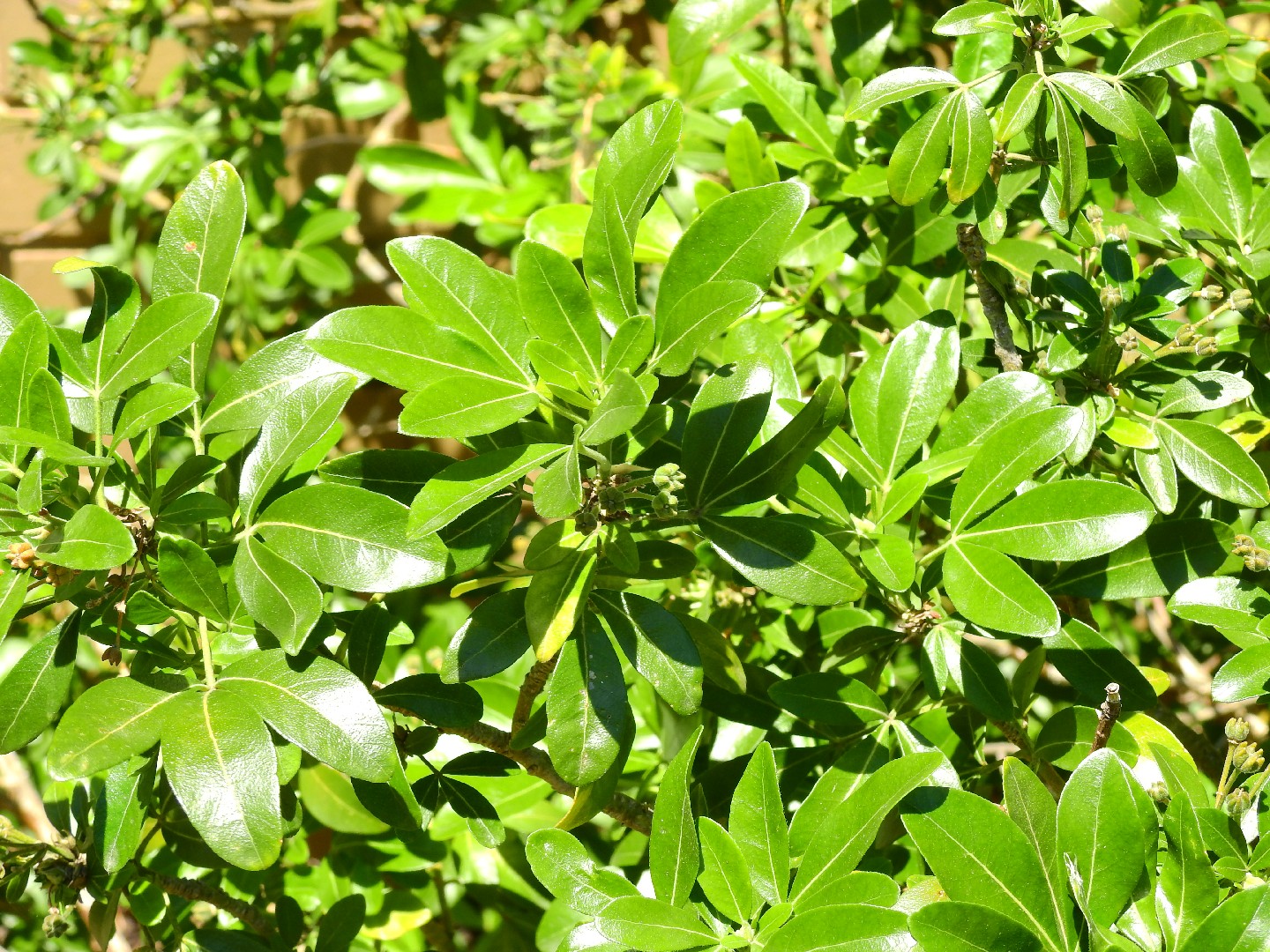 Rue (Rutaceae) Flower, Leaf, Care, Uses - PictureThis