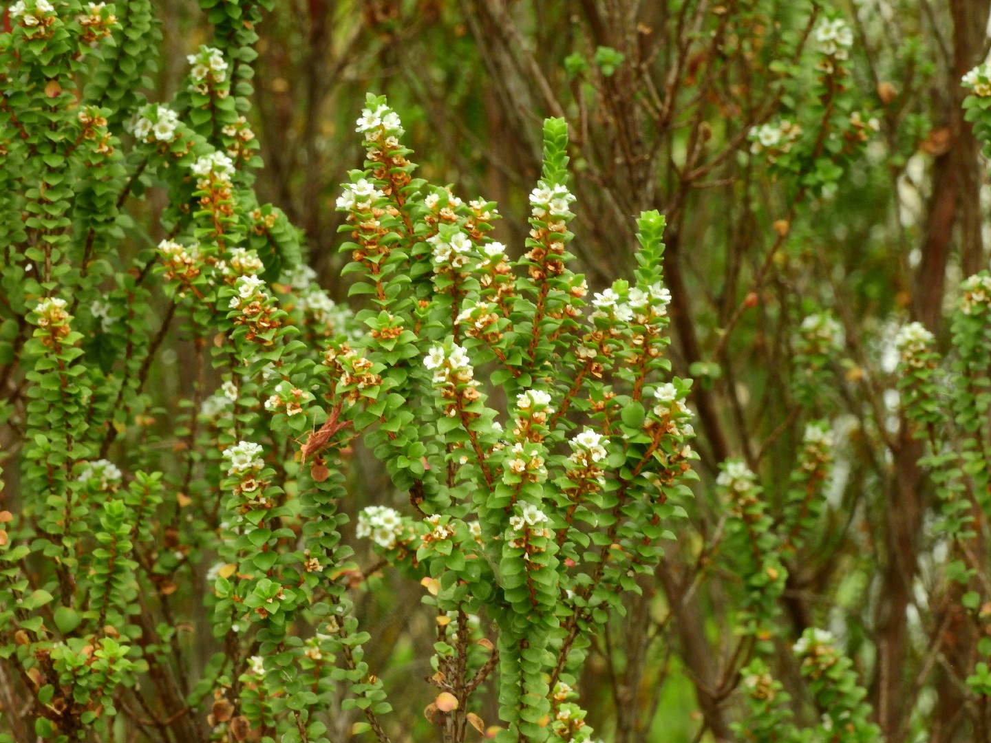 Epacris microphylla - PictureThis
