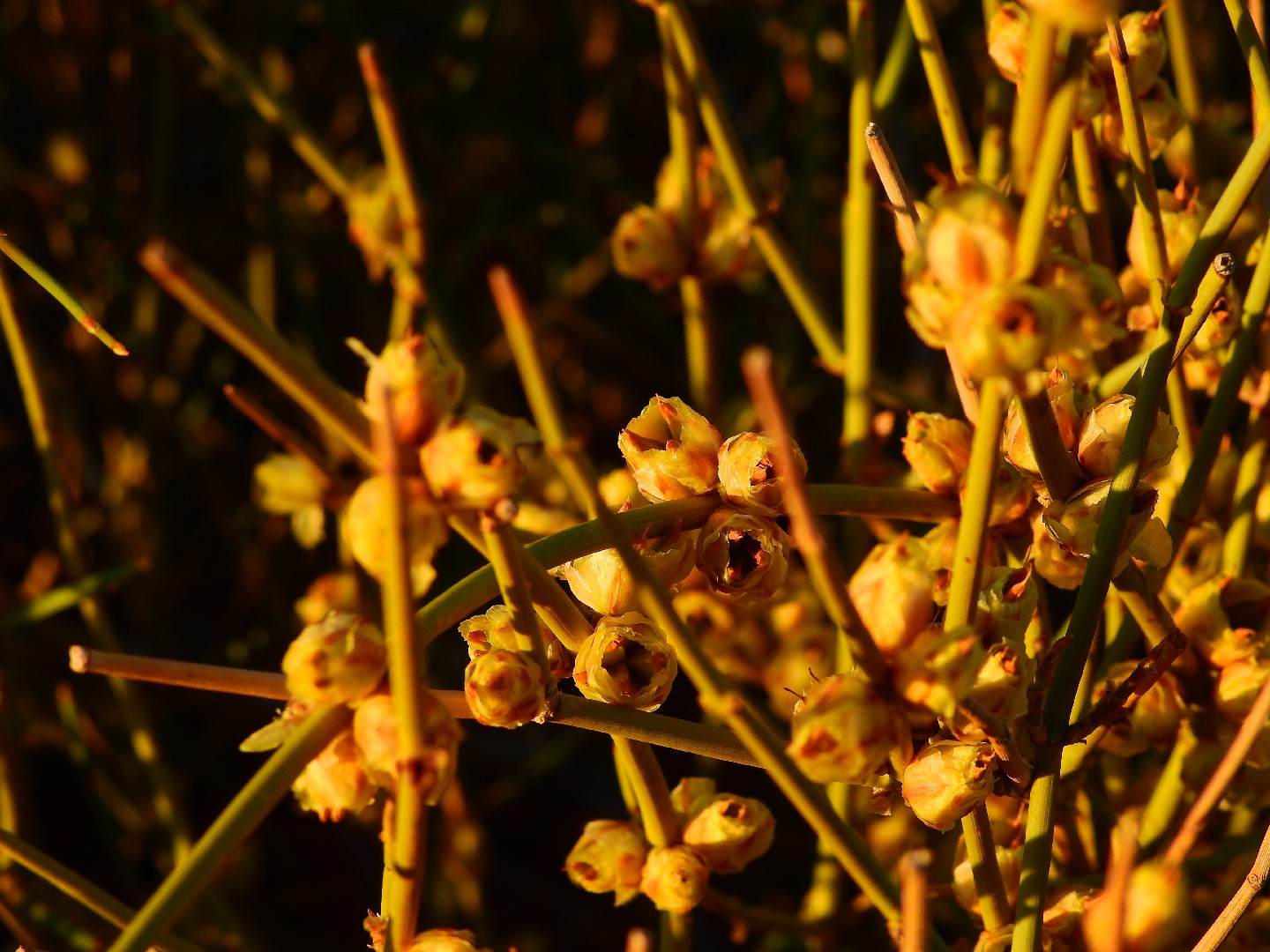 Ephedra funerea - PictureThis