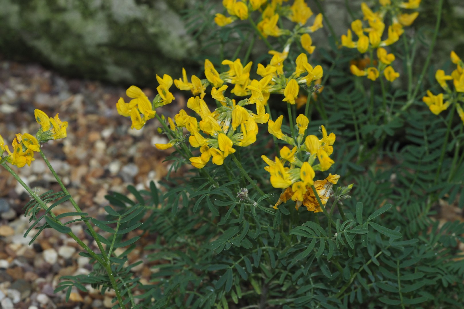Hippocrepis balearica Flower, Leaf, Care, Uses - PictureThis