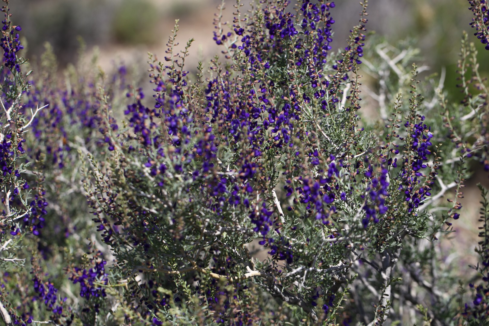 Fremont's dalea Care (Watering, Fertilize, Pruning, Propagation ...