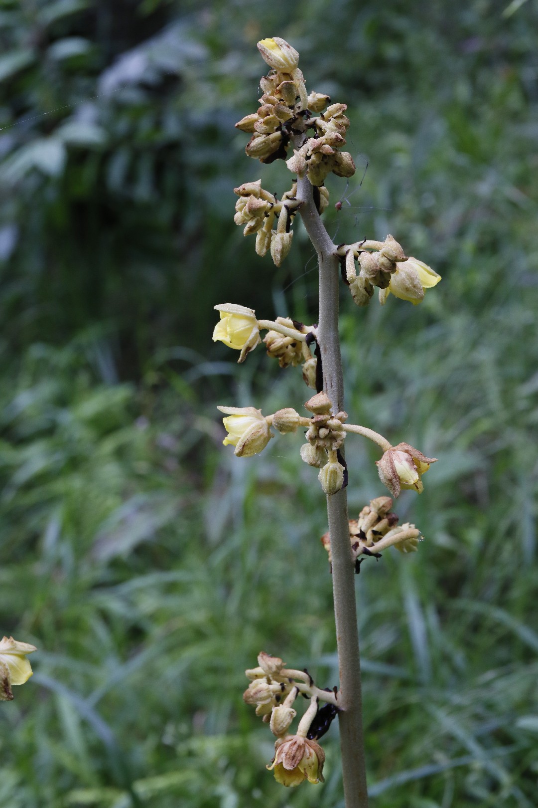 Galeola lindleyana - PictureThis