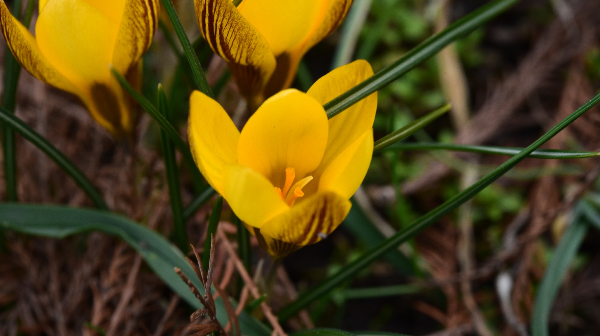 Kleiner Krokus (Crocus chrysanthus) - PictureThis