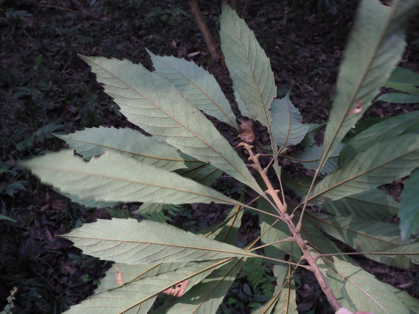 Meliosma rigida - PictureThis