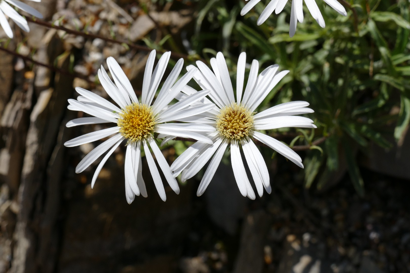 Celmisia angustifolia - PictureThis