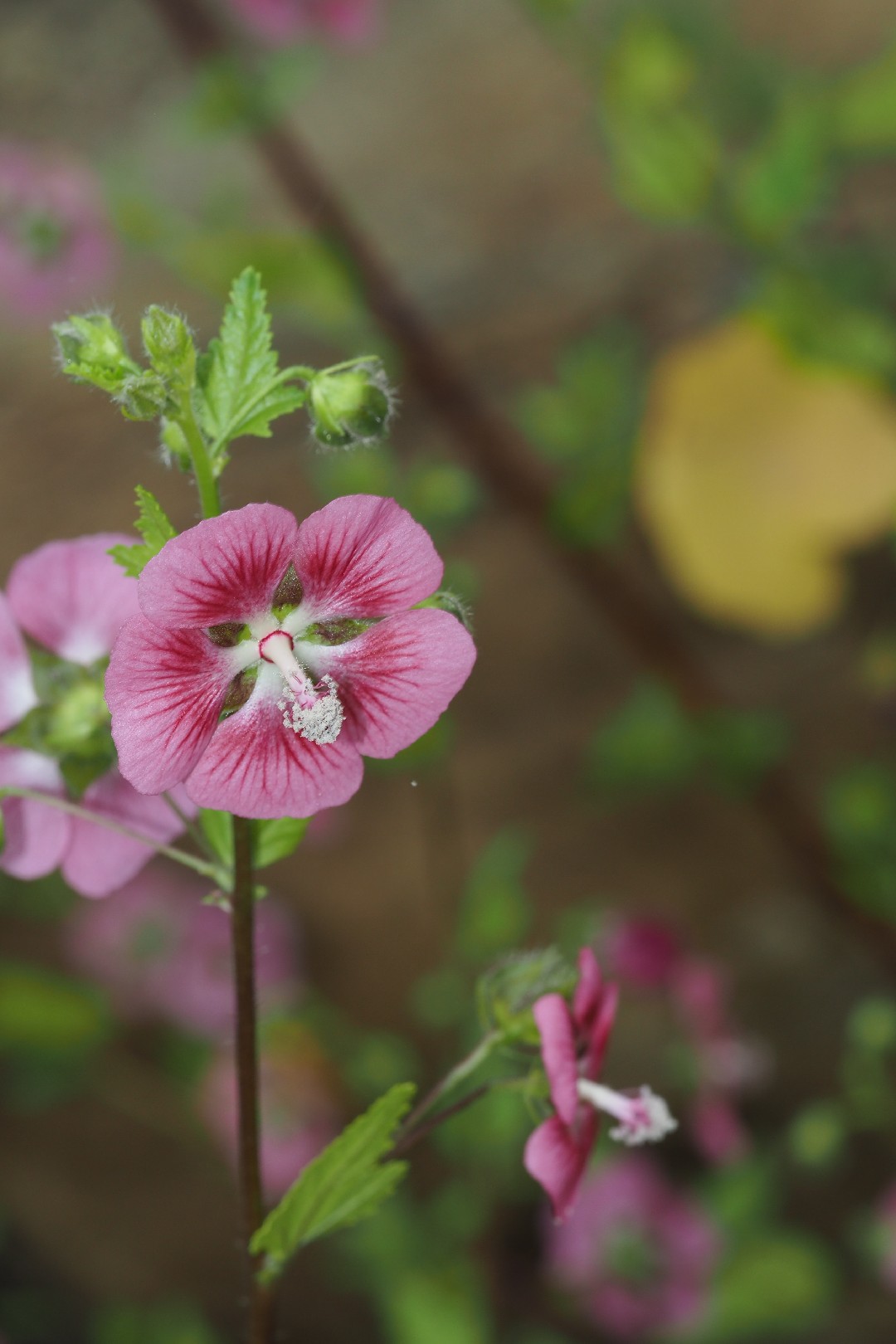 アニソドンテア・スカブロサ (Anisodontea scabrosa) 花言葉，毒性，よくある質問 - PictureThis