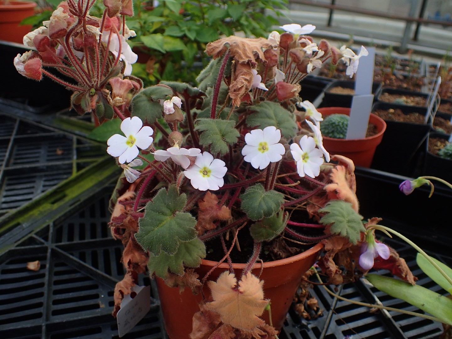 가고소앵초 (Primula sinensis) - PictureThis