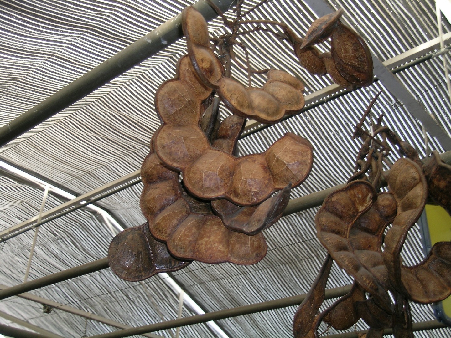 Энтада (Entada) - PictureThis