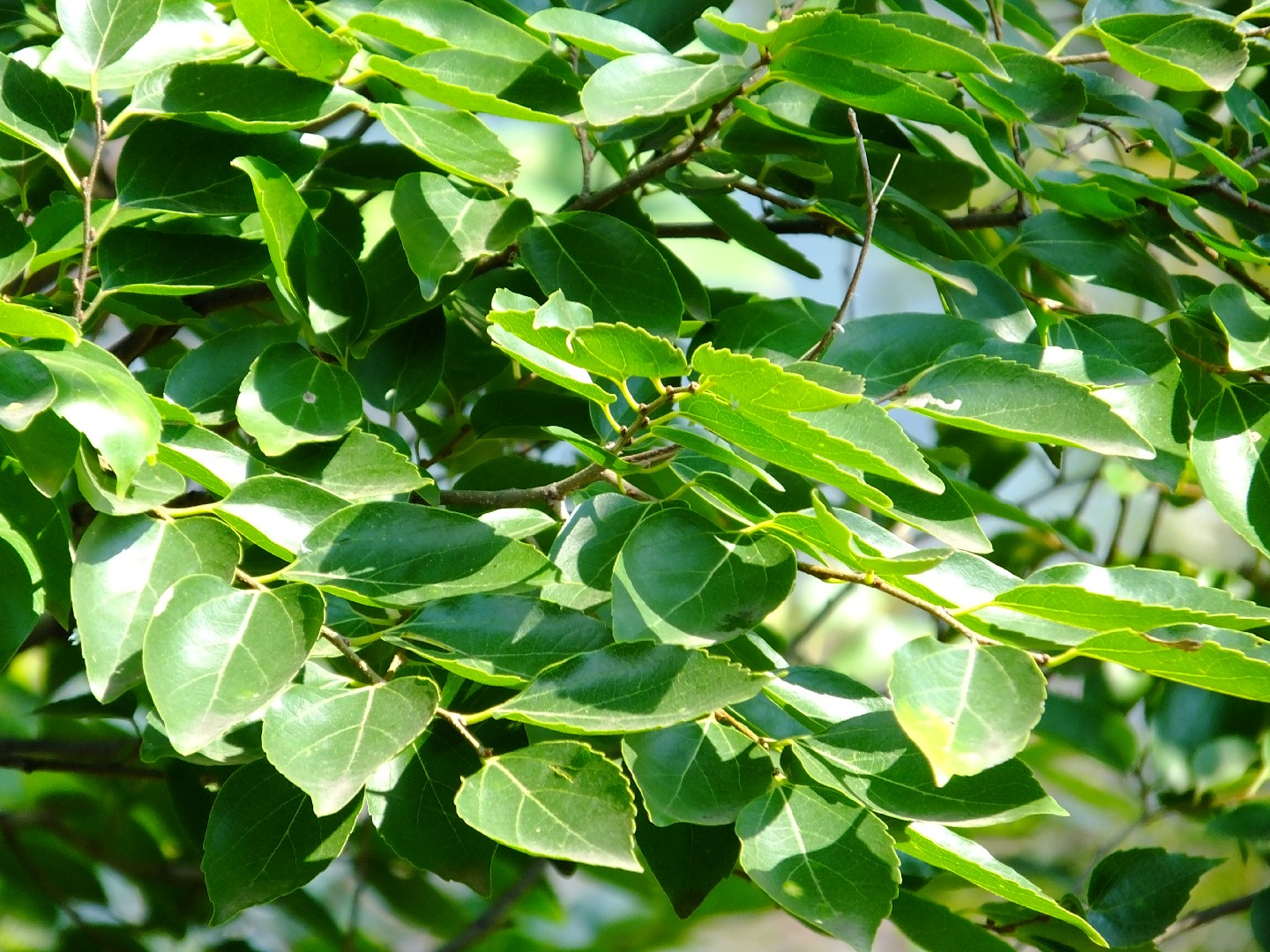 Celtis iguanaea - PictureThis