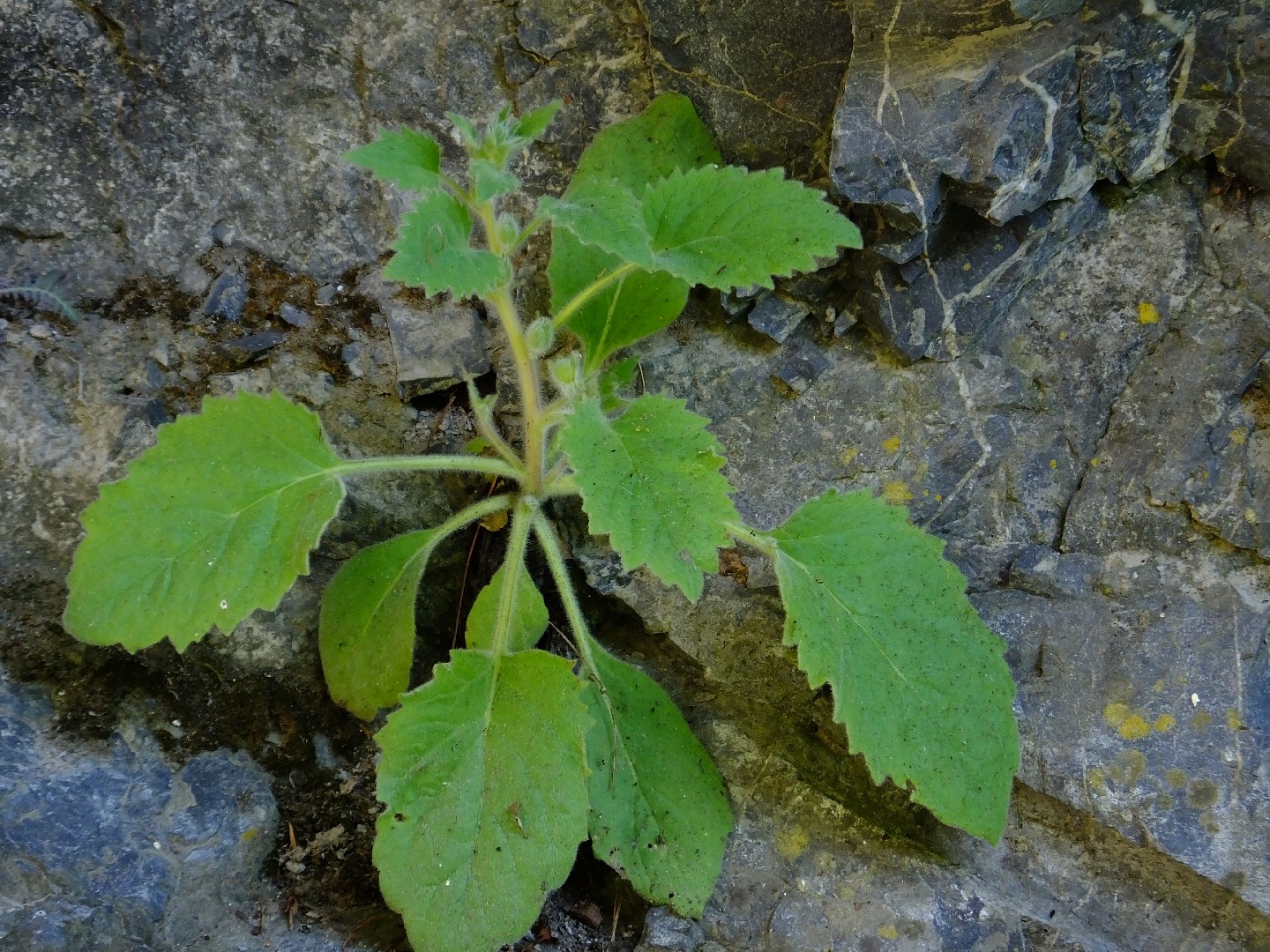 Triaenophora rupestris - PictureThis