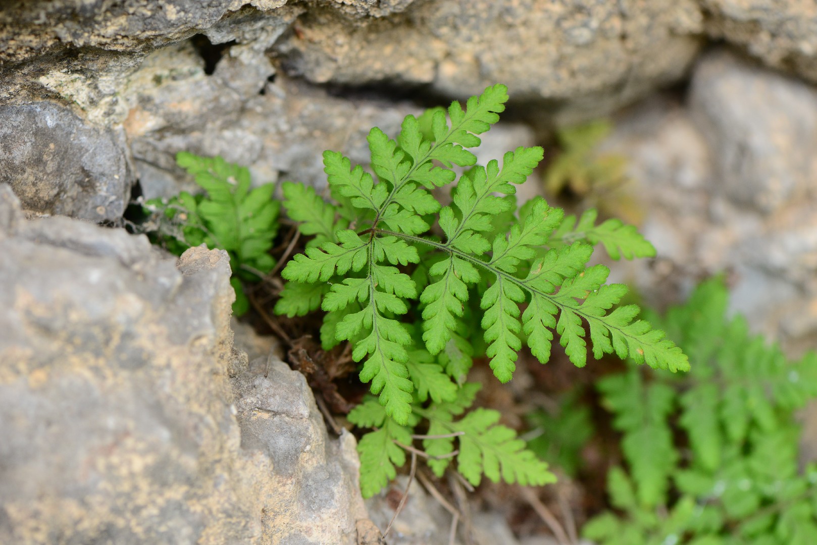 Гиподематиум кренатум (Hypodematium crenatum) - PictureThis