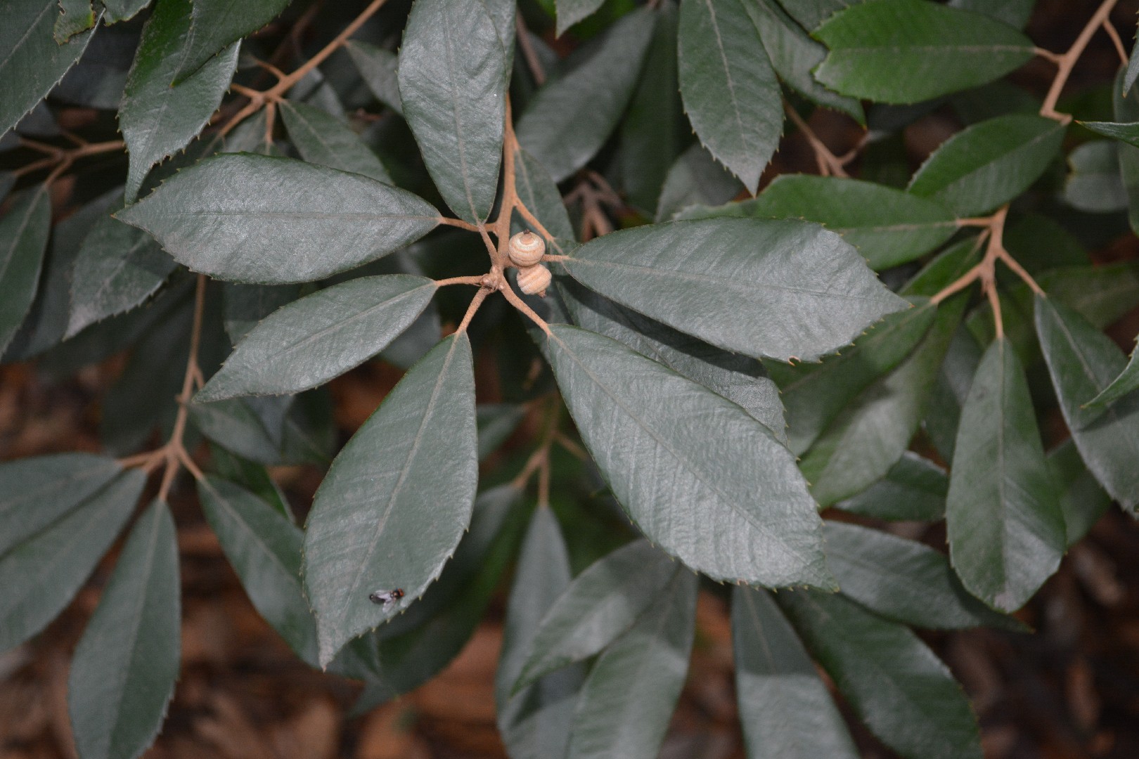 Quercus gilva - PictureThis