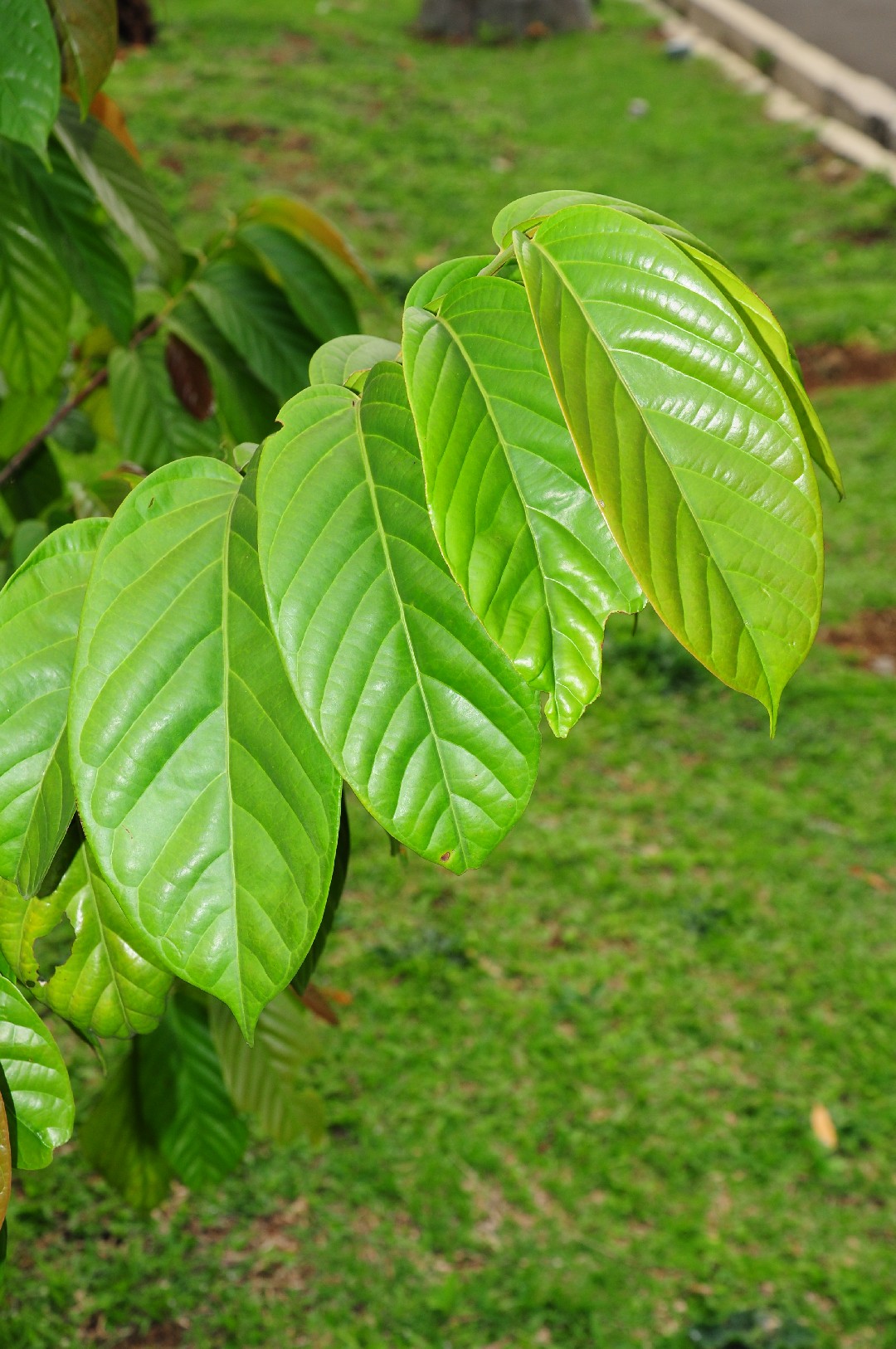 PictureThis - Eusideroxylon zwageri
