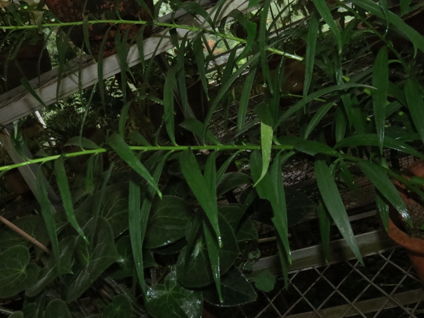 Lilium rosthornii - PictureThis