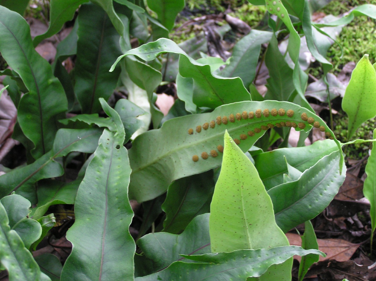 Lepisorus macrosphaerus - PictureThis