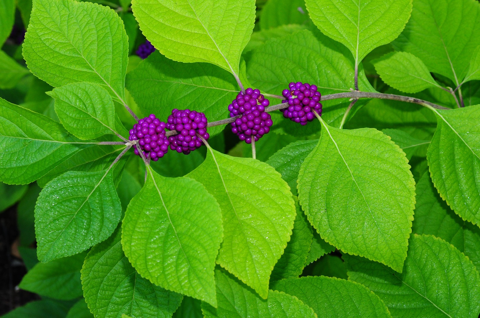 American beautyberry (Callicarpa americana) Flower, Leaf, Care, Uses ...