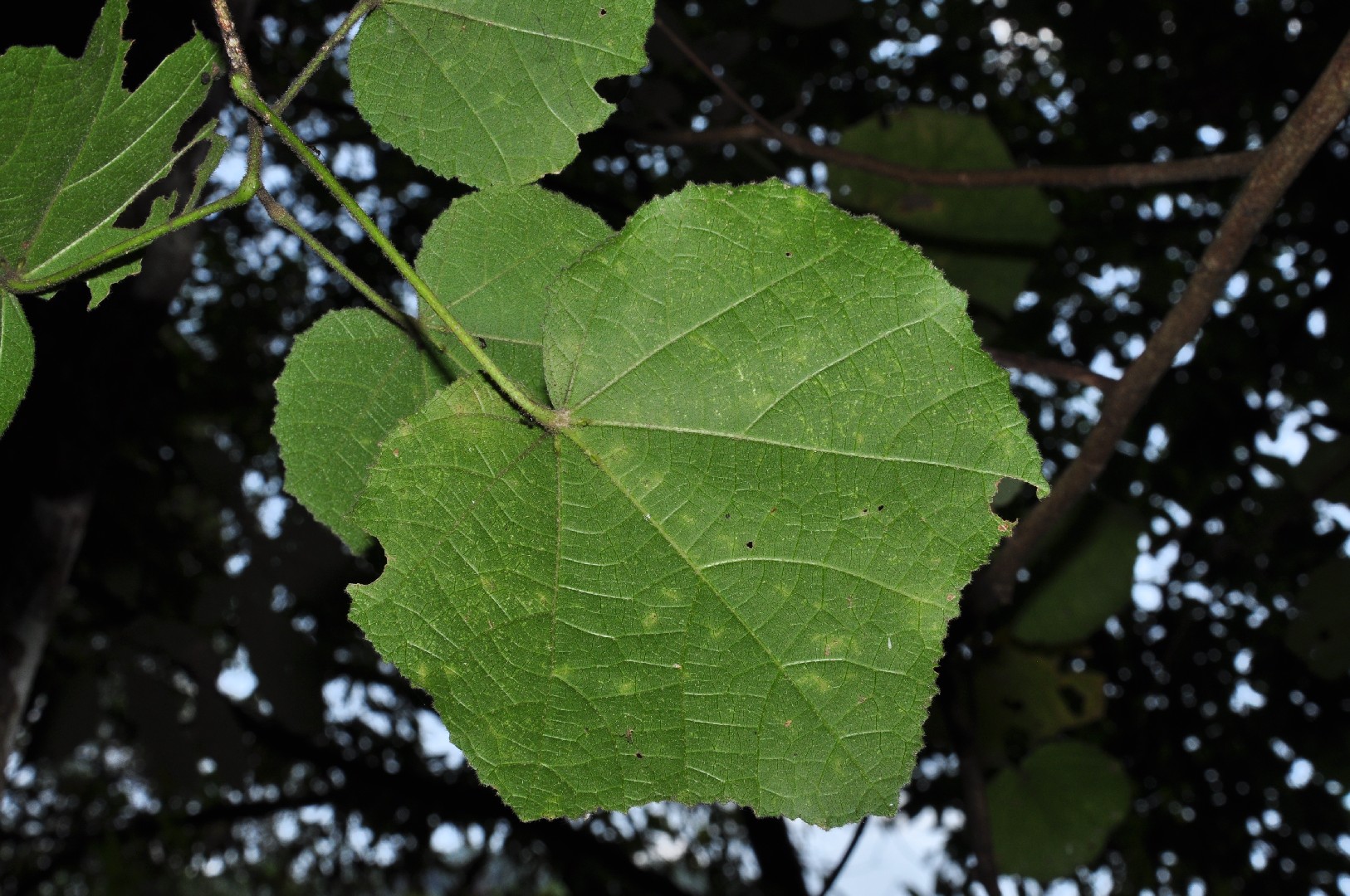 Colona floribunda - PictureThis