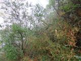 Niitakayama cane (Yushania niitakayamensis) Flower, Leaf, Care, Uses ...