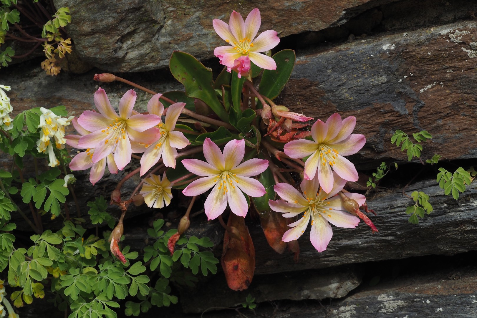 Cistanthe tweedyi - PictureThis