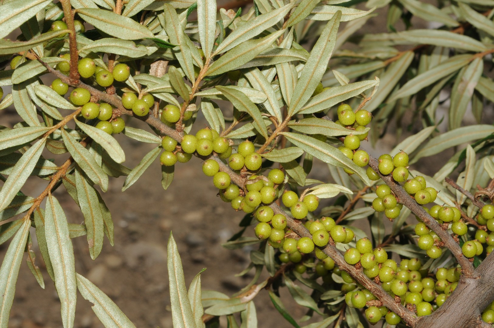 Hippophae rhamnoides subsp. yunnanensis - PictureThis