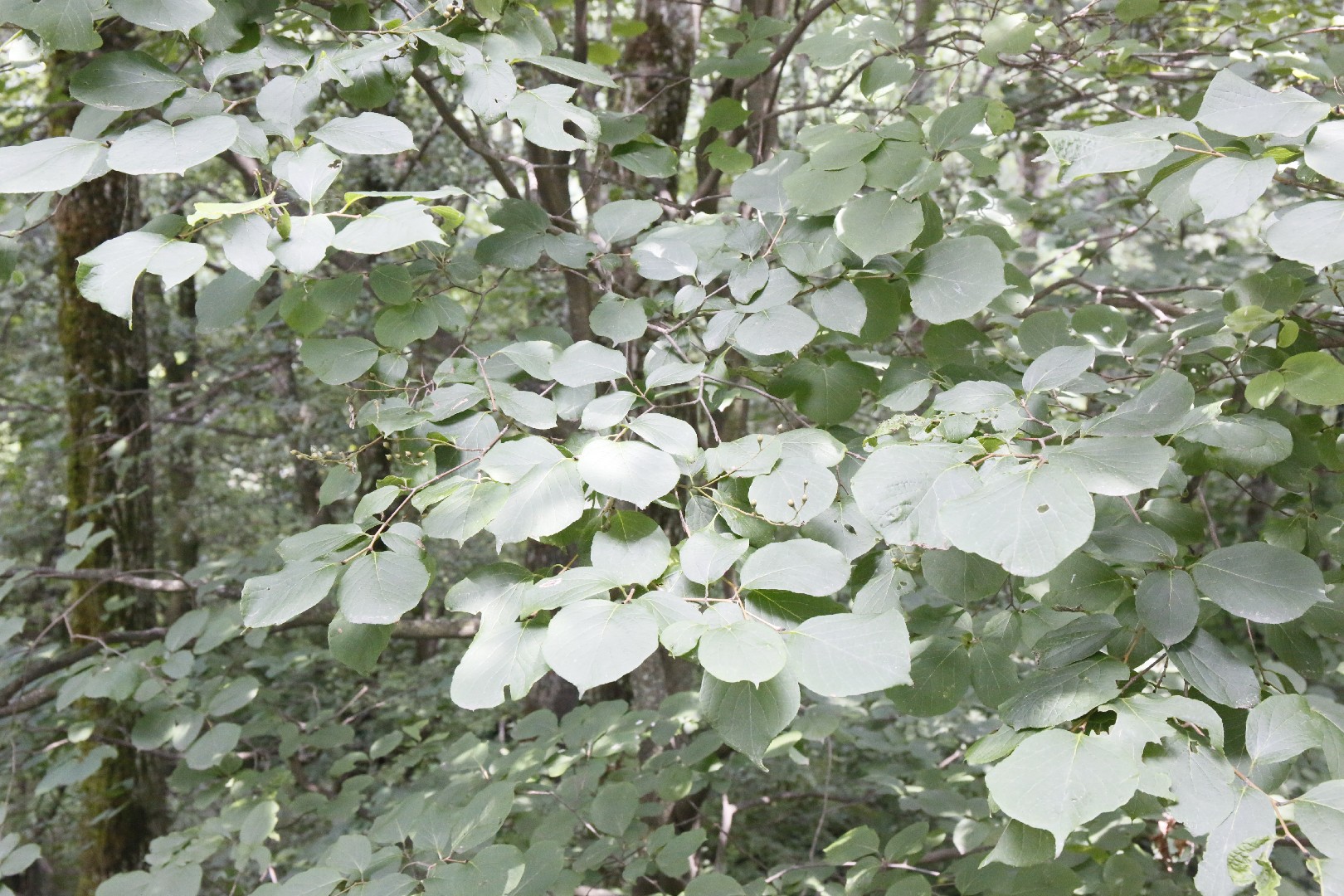 Styrax hemsleyanus - PictureThis