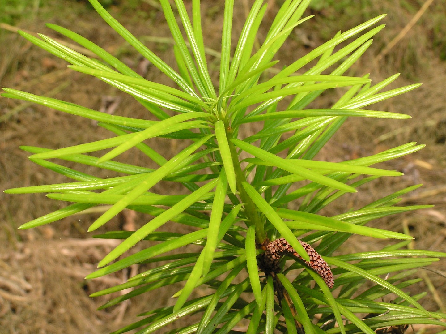 Cathaya (Cathaya) Flower, Leaf, Care, Uses - PictureThis