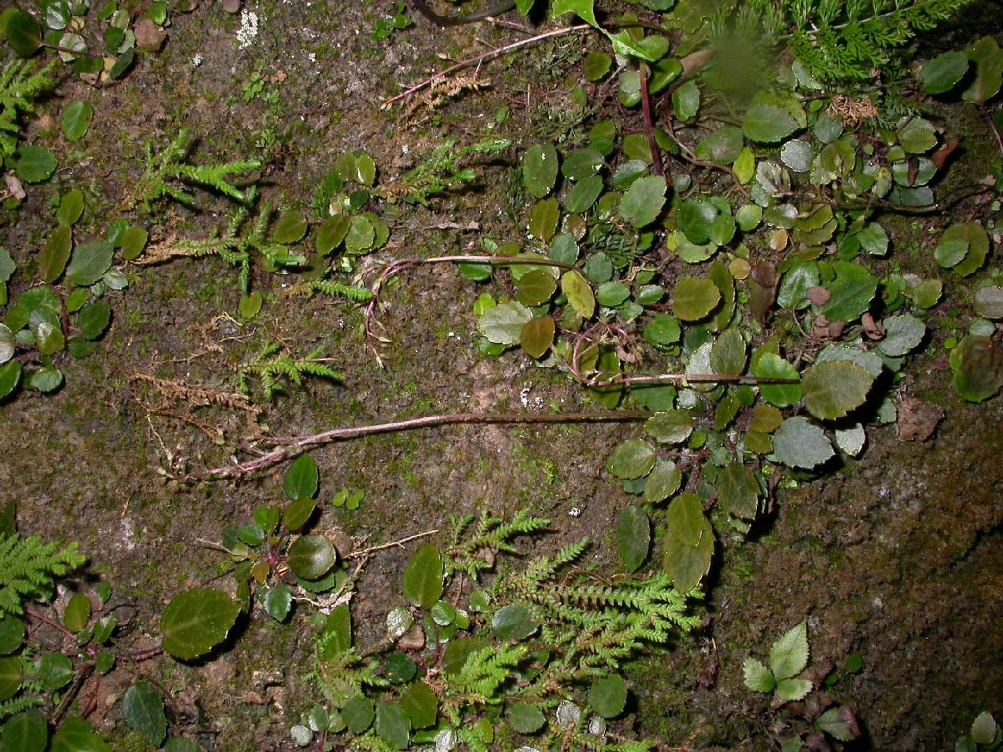 イワユキノシタ (Tanakaea radicans) 花言葉，毒性，よくある質問 - PictureThis