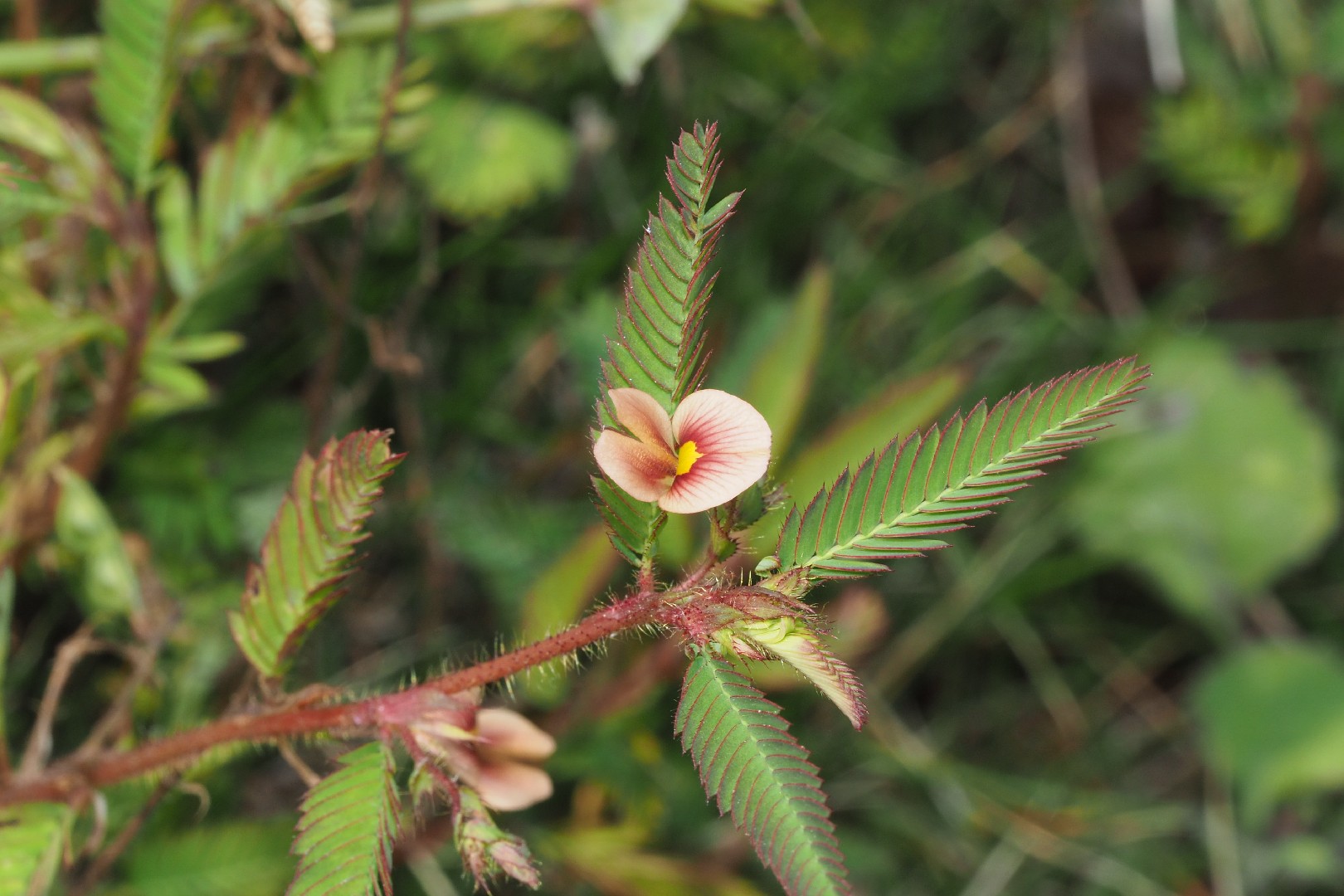 Jointvetches Care (Watering, Fertilize, Pruning, Propagation) - PictureThis