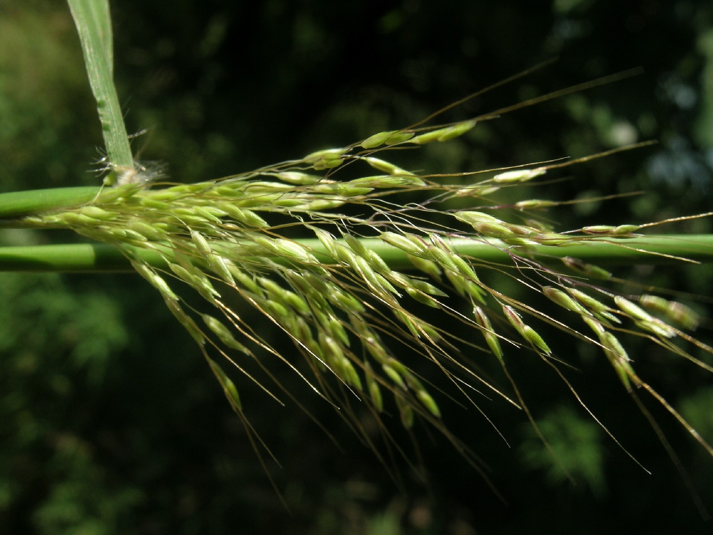 Pastos falsos (Ptilagrostis) - PictureThis