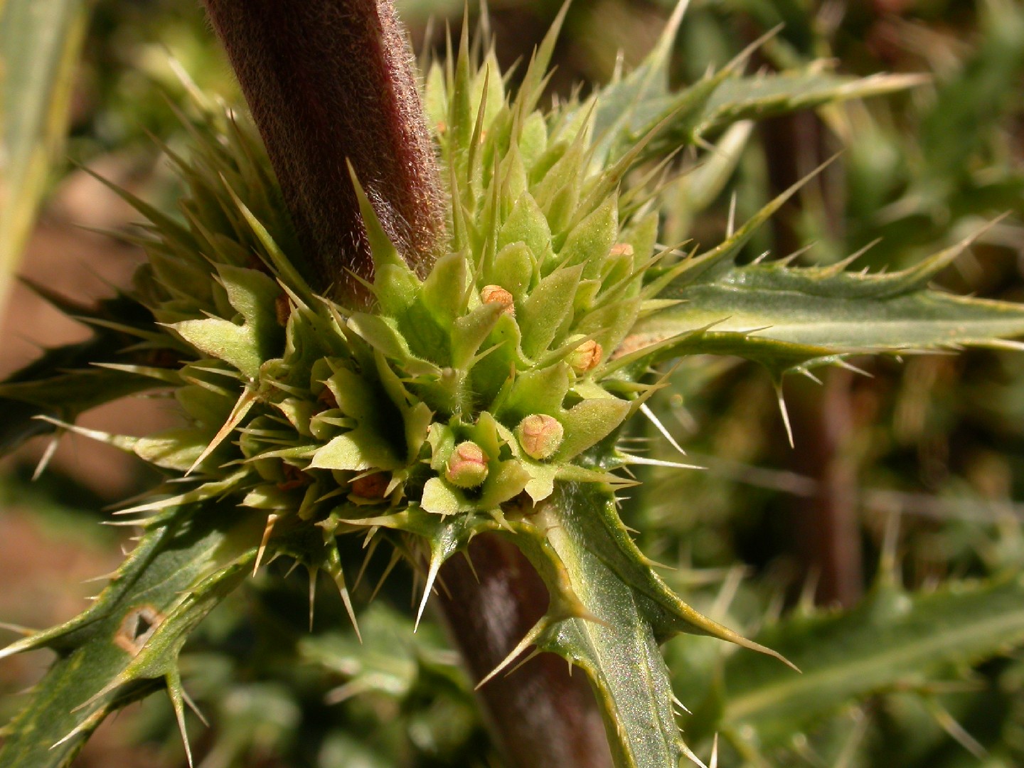 Morina kokonorica - PictureThis