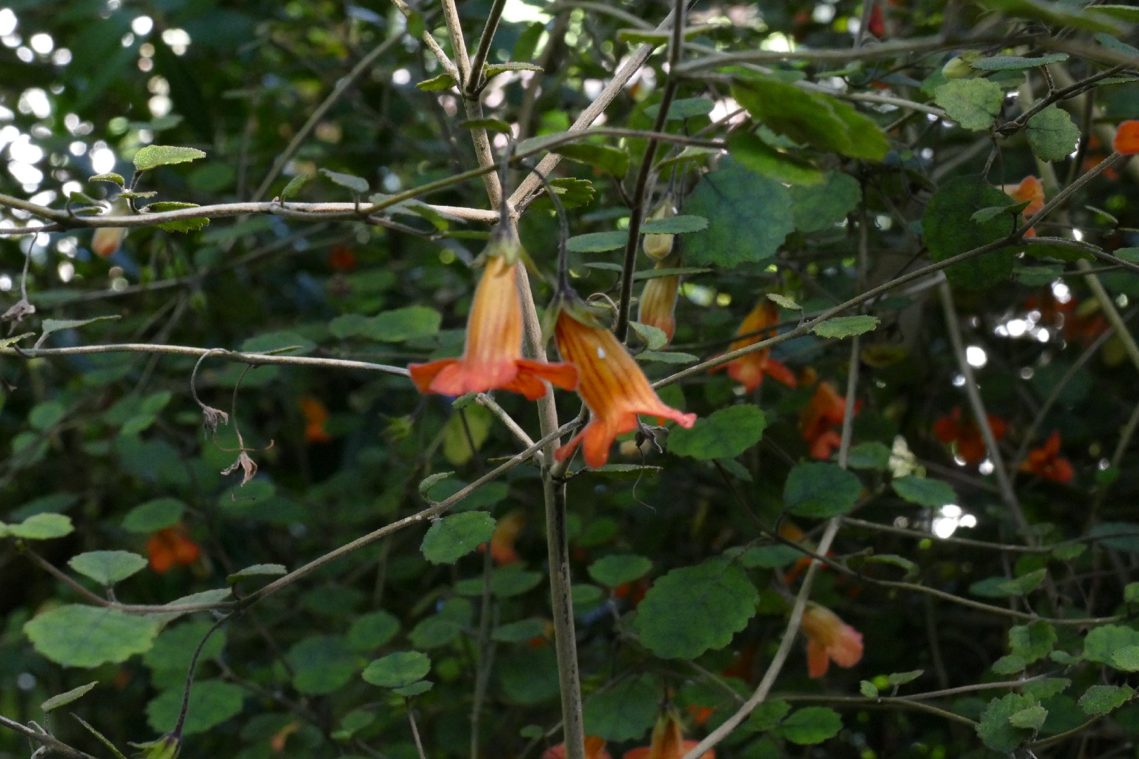 Rhabdothamnus solandri - PictureThis