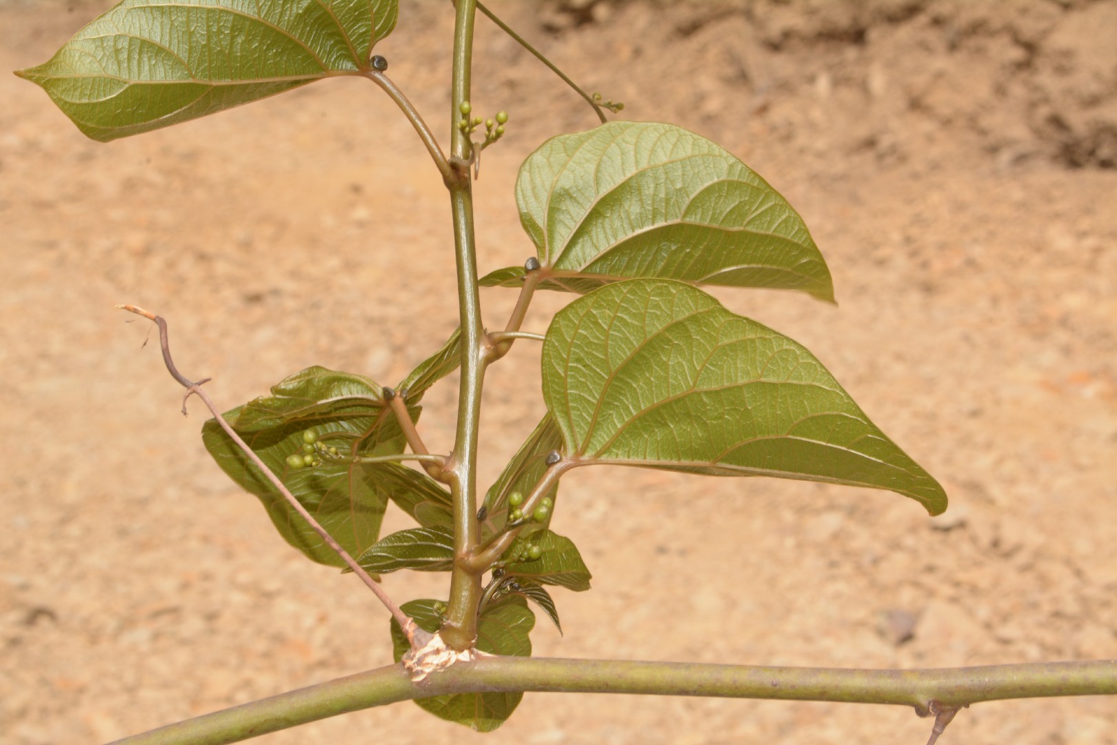 Adenia cardiophylla - PictureThis