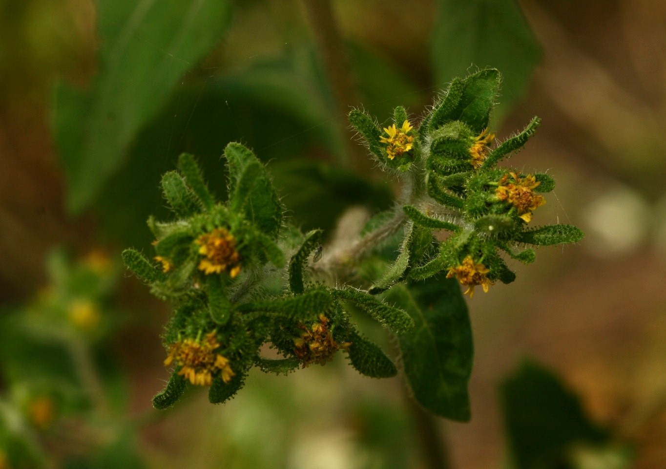 Sigesbeckia pubescens - PictureThis