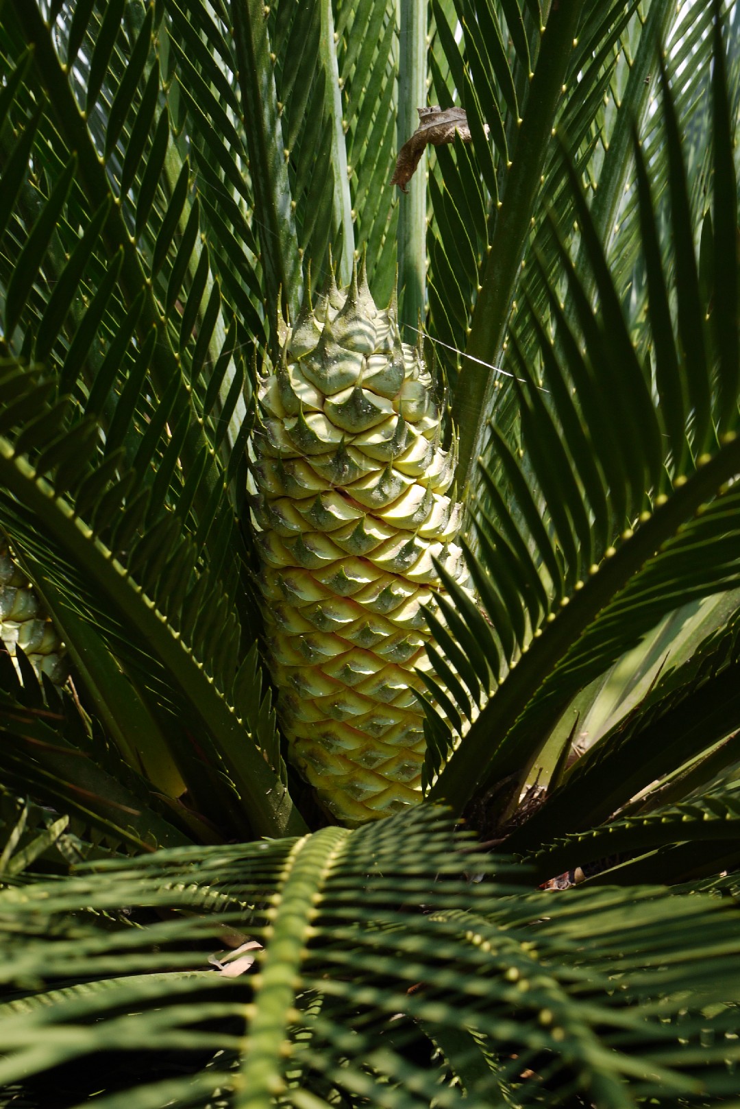 How to Plant and Grow Moore's cycad(Macrozamia moorei)