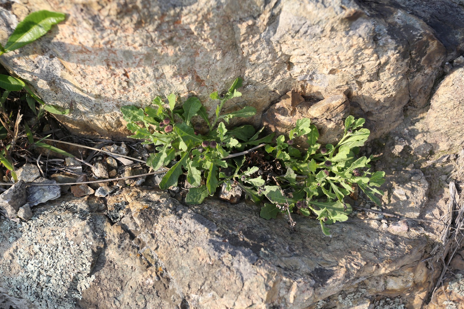 Sphaeromorphaea australis - PictureThis